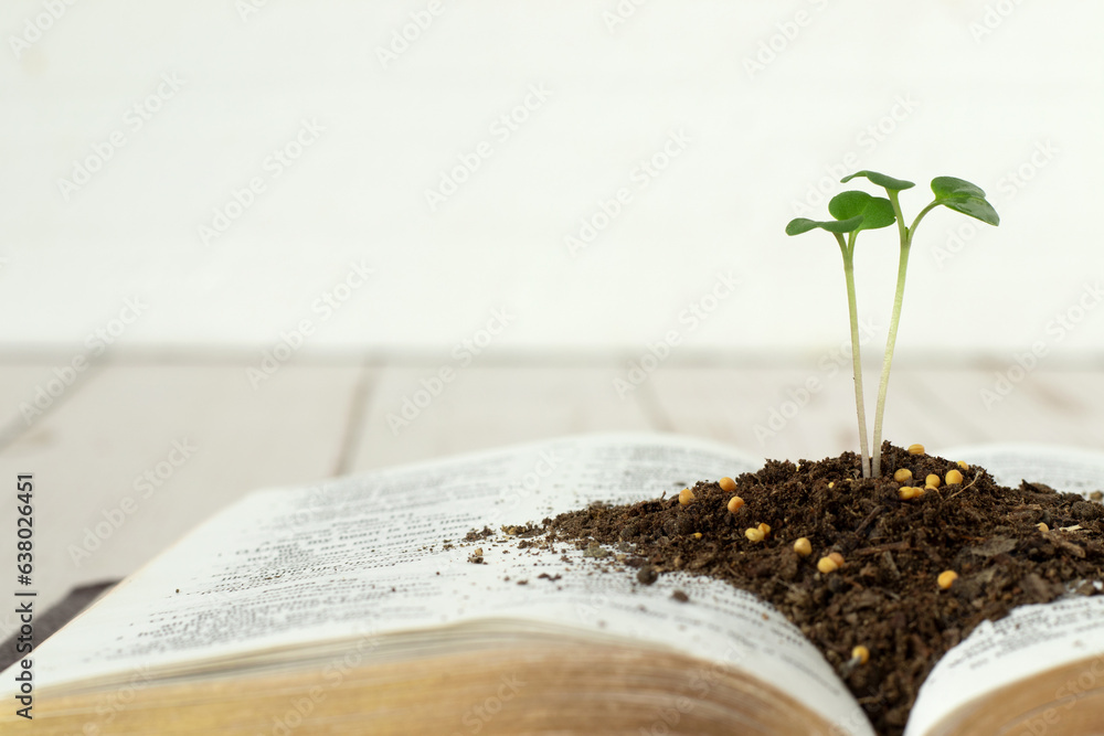 Mustard seed green plant growing in soil on top of open Holy Bible Book ...