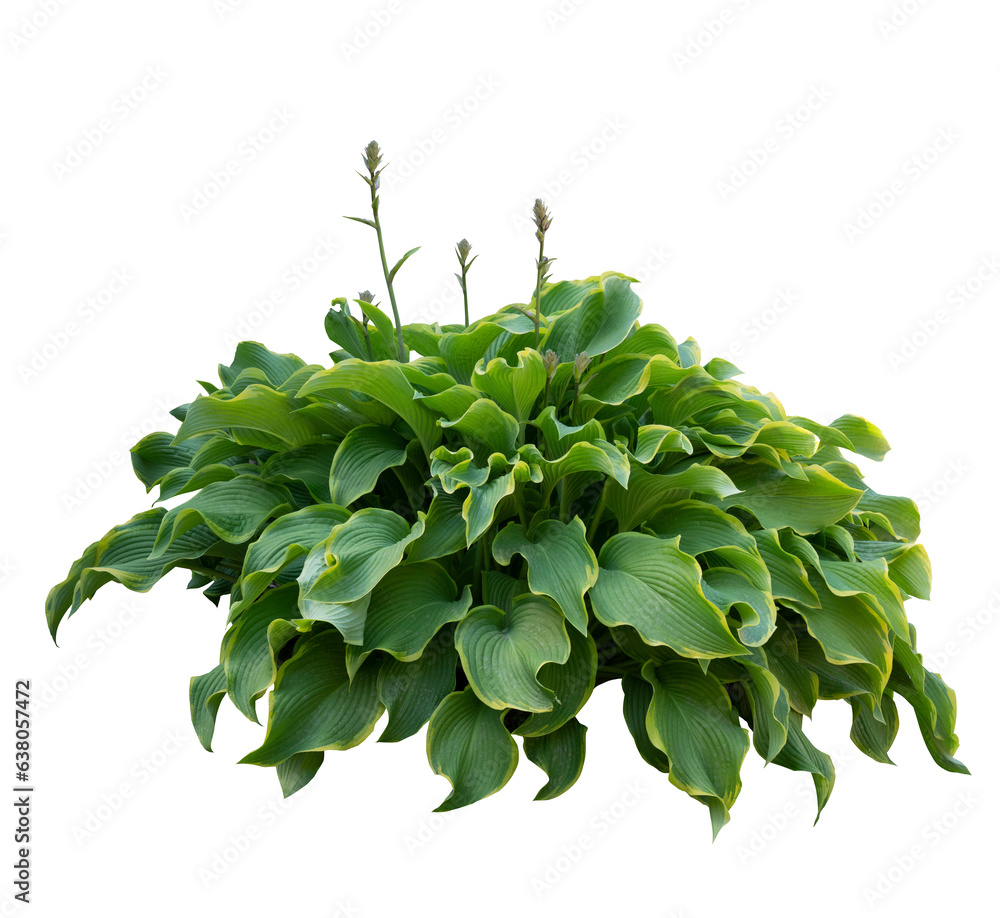 Hosta plant bush isolated on transparent background Stock Photo | Adobe ...