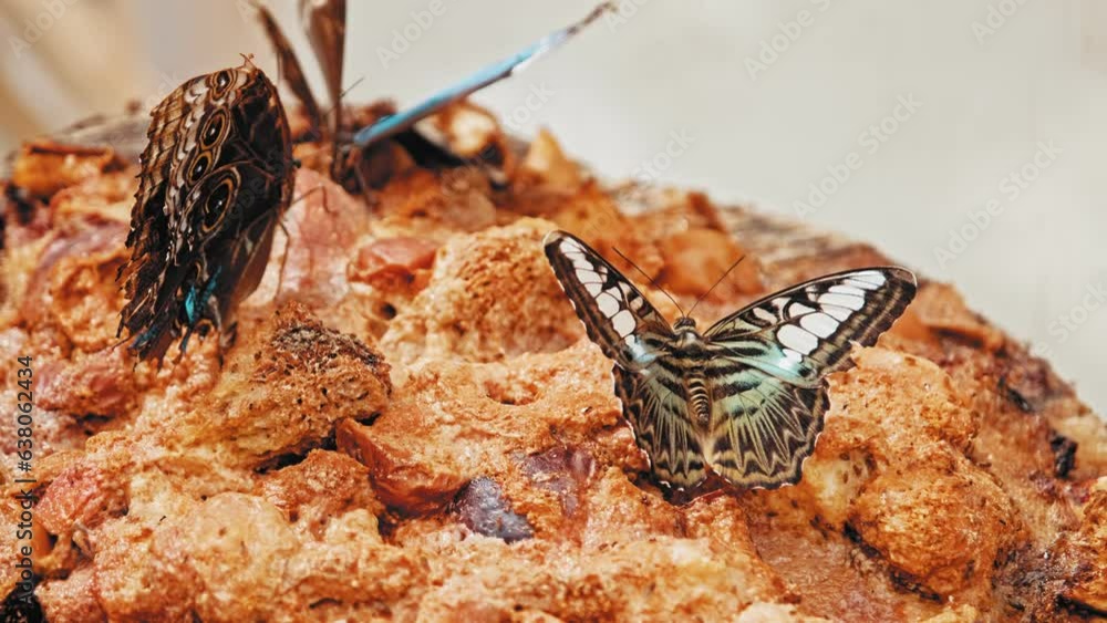 Tropical Clipper Parthenos Sylvia Butterfly Sitting With Closed Wings ...