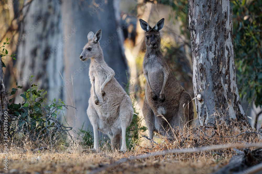 Western Grey Kangaroo - Macropus fuliginosus also giant or black-faced ...