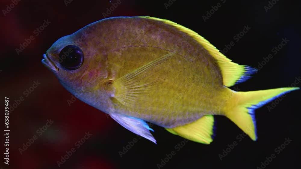 Vidéo Stock Close up portrait of a Cute little colourful Yellow Chromis ...