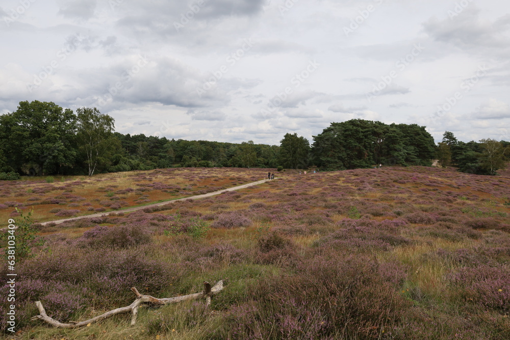 Westrup Heath , near Haltern am See in Germany. Westruper Heide. View ...