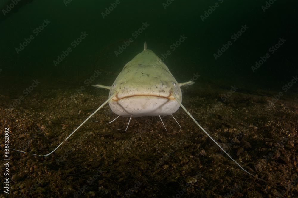 Wels catfish is swimming in dark water. Huge white silurus glanis in ...