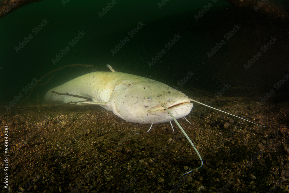 Wels catfish is swimming in dark water. Huge white silurus glanis in ...
