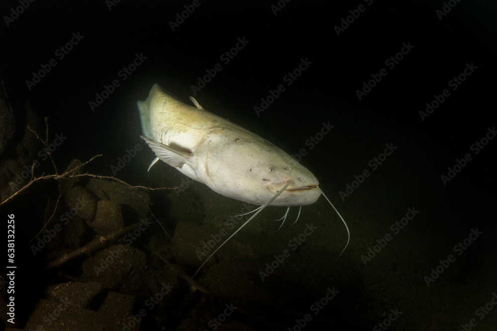 Wels catfish is swimming in dark water. Huge white silurus glanis in ...
