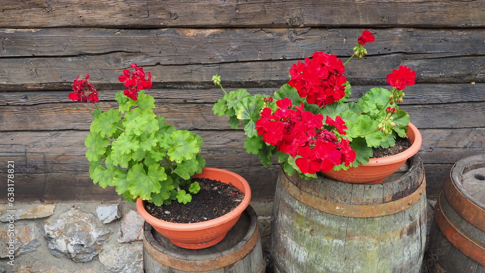 Red zonal geraniums in design. Pelargonium peltatum is species of ...