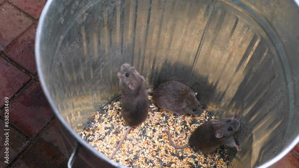 Rats huddled together in a tin bin, filled with bird seed. These rats ...