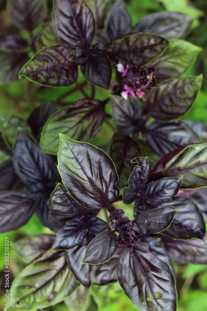 Purple Basil plants with pink flowers on summer in the vegetable garden ...