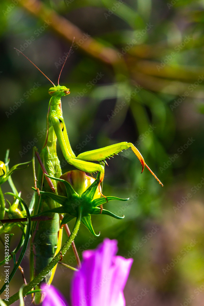 Common praying mantis, Mantis religiosa. Large predatory insect. The ...