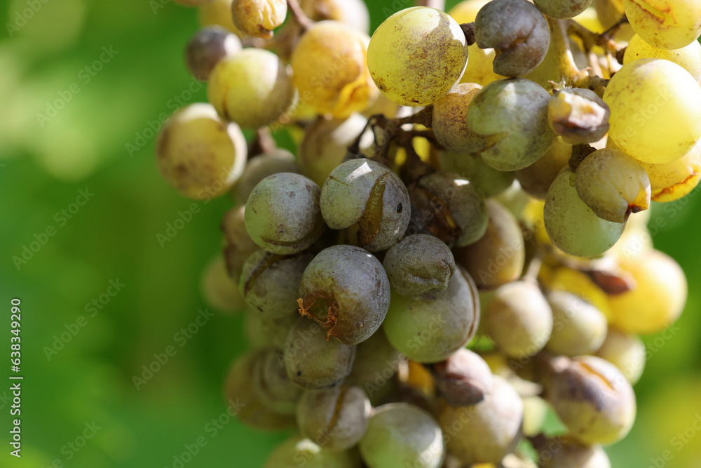 Detail of Powdery mildew or oidium of grapes, Plasmopara viticola, Mildew a plant disease on ...