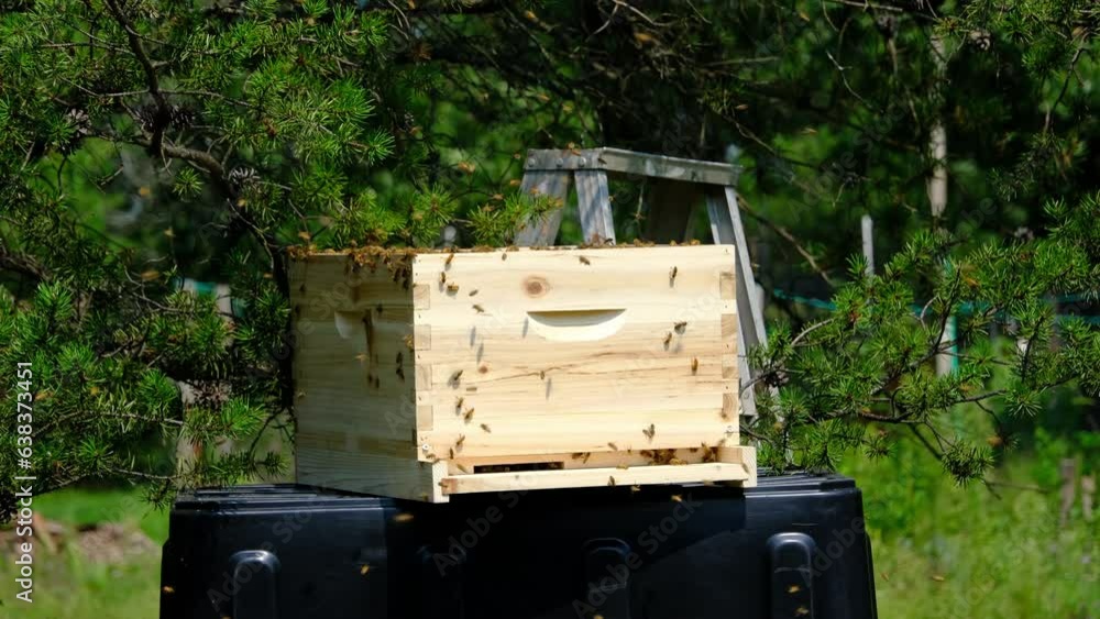 Close up and slow motion of lot of bees flying in and around new hive ...