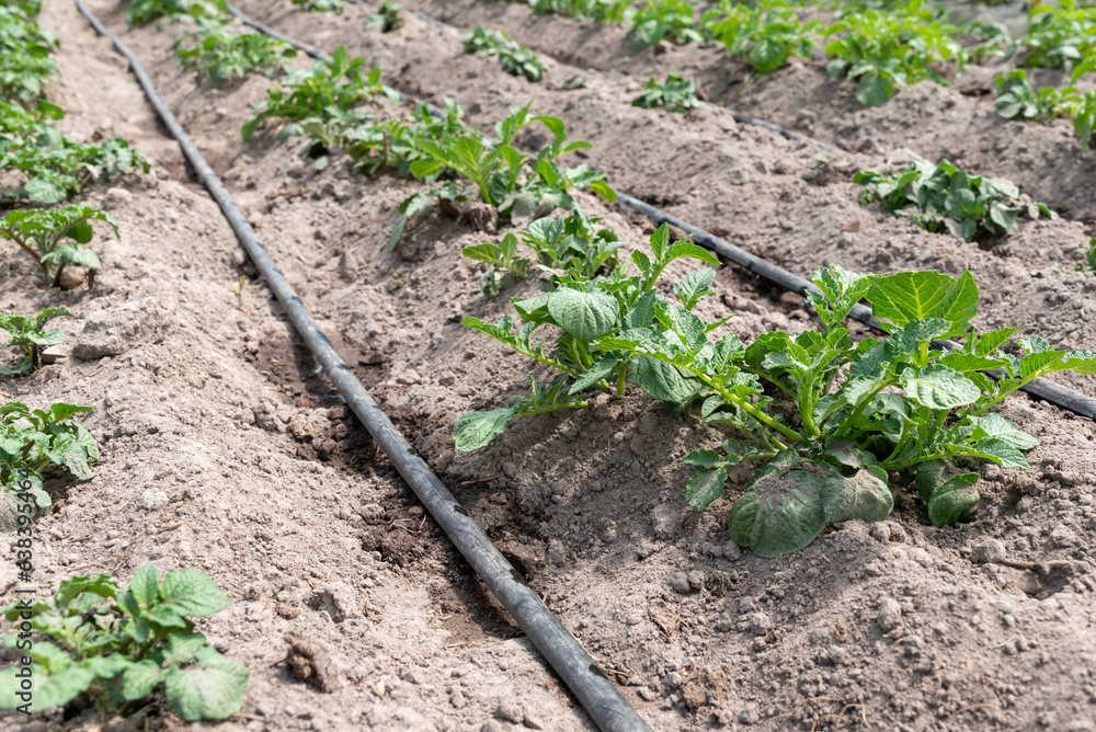 Young potato plants in the kitchen garden, drip irrigation between the ...