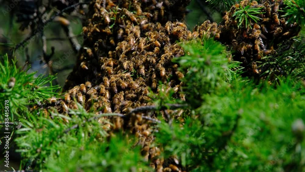 Slow motion and close up of swarm of bees with queen inside sticking to ...