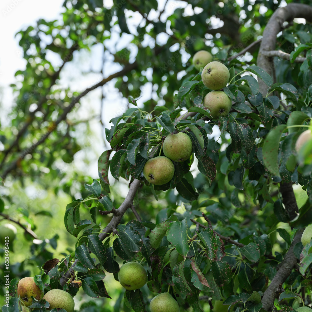 Pear tree with pears with pear scab (Venturia pyrina) disease hanging ...