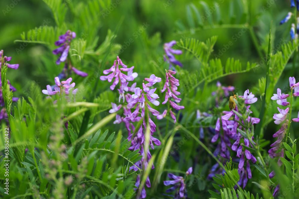 Mouse pea Vicia cracca. Valuable honey plant, fodder and medicinal ...