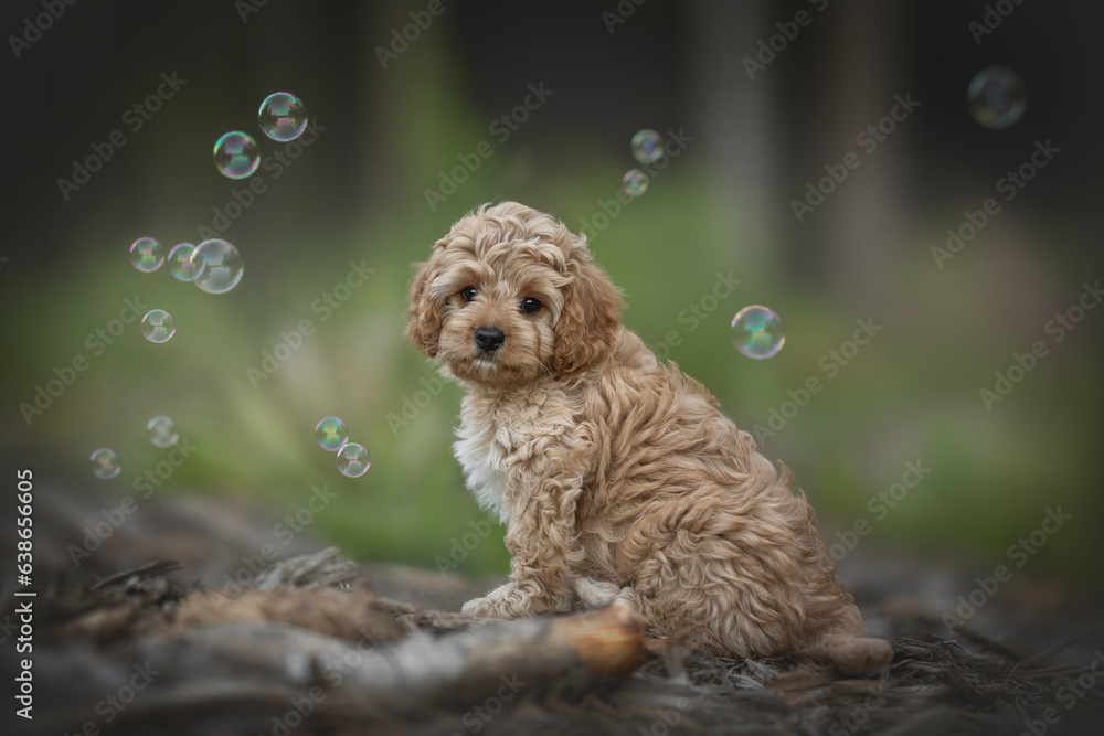 Cute cavapoo puppy dog posing among flying bubbles in spring forest Stock Photo | Adobe Stock