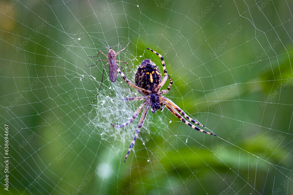Argiope bruennichi (wasp spider) is a species of orb-web spider ...