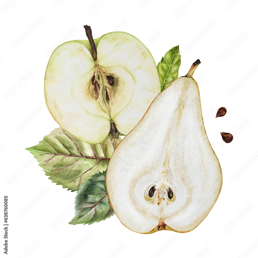 Pear with Apple and leaves. Watercolor botanical illustration of autumn ...