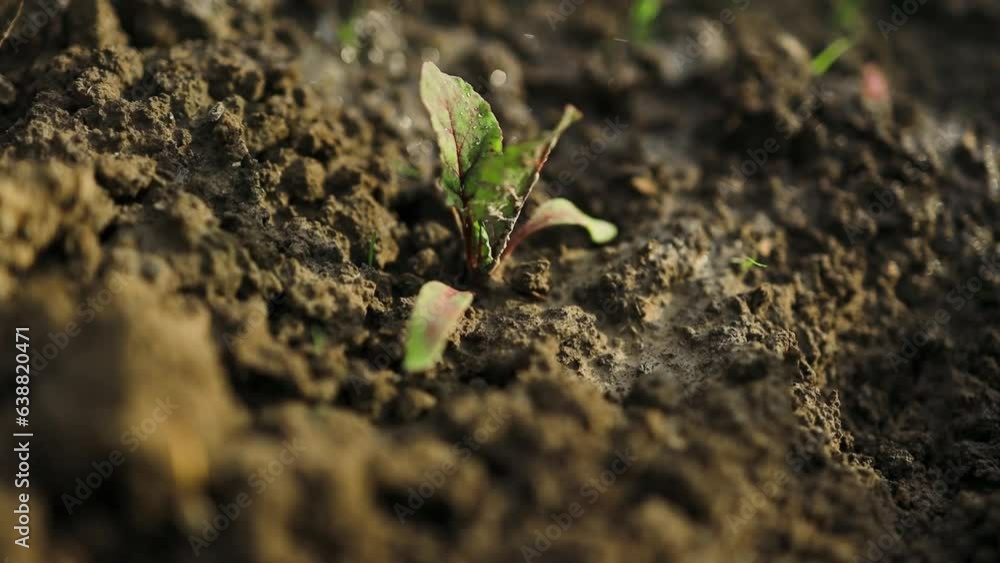 Woman hand watering a young plant tree growing on fertile soil in the ...