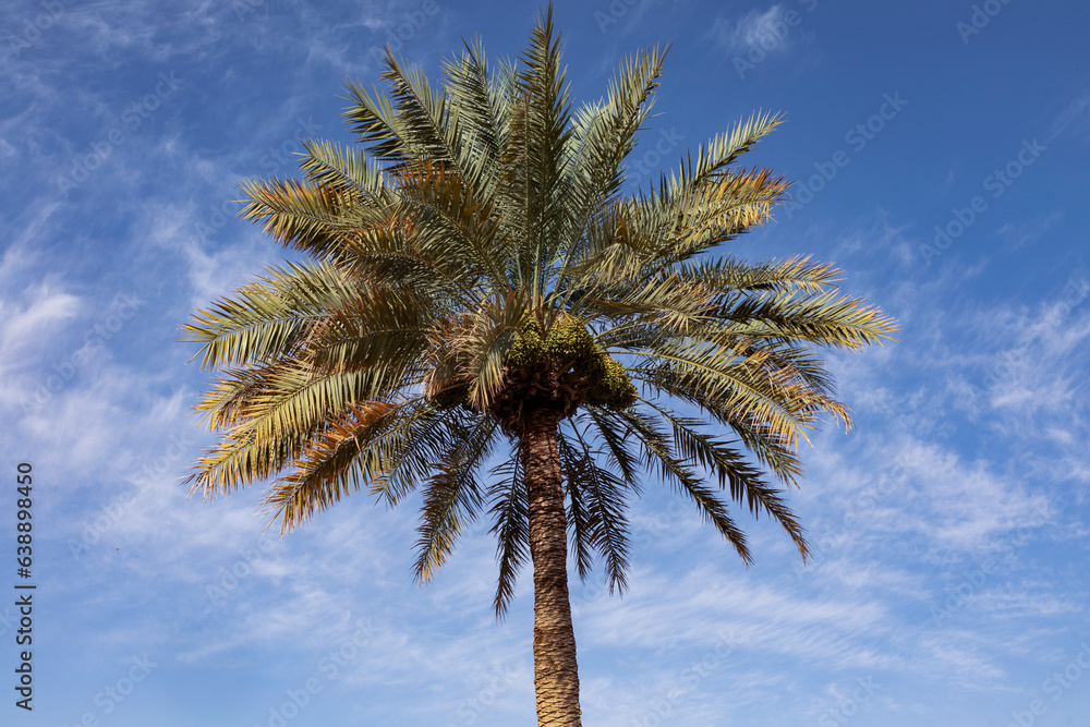 Omani palm tree in oman with blue cloudy background Stock Photo | Adobe ...