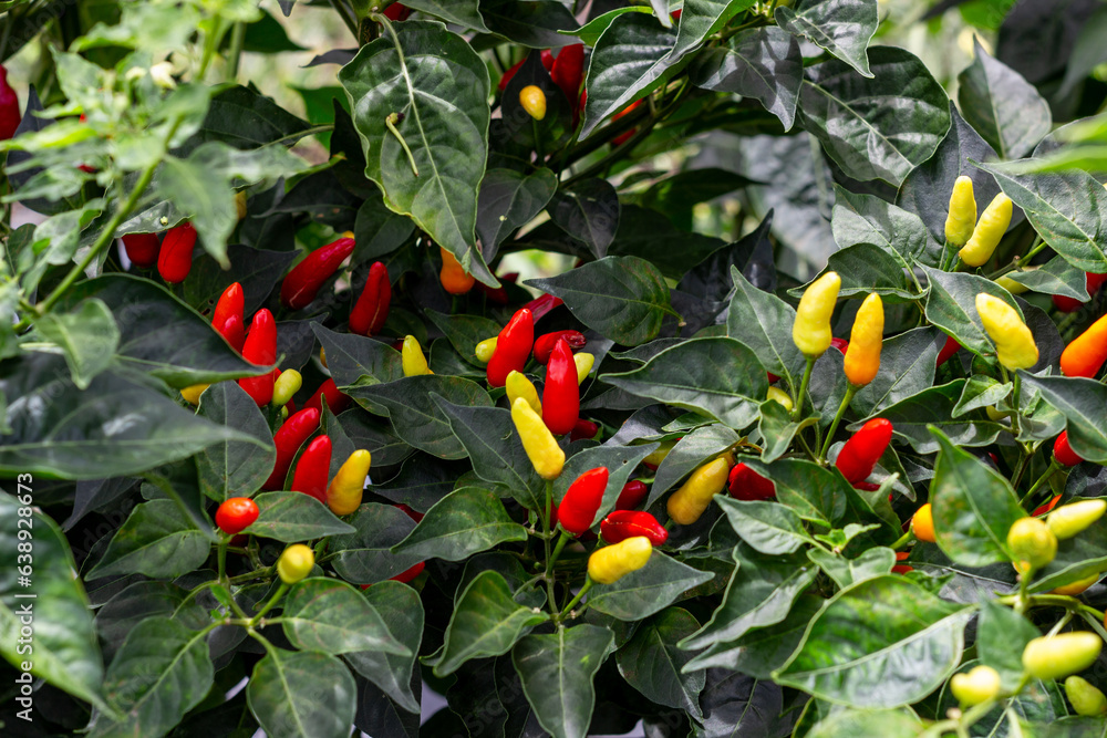 Cultivation of Tabasco pepper ready to be harvested. Crops of La Unión ...