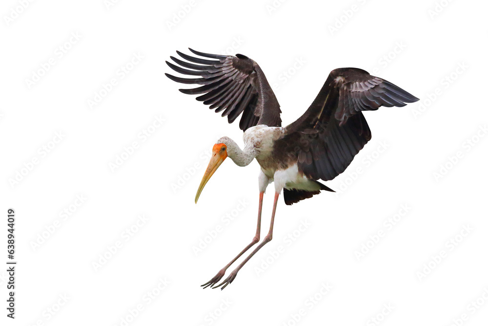 Painted stork jumping isolated on transparent background png file Stock ...