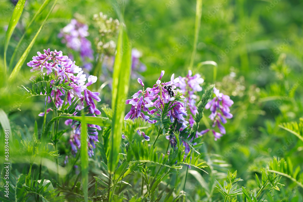 Mouse pea Vicia cracca. Valuable honey plant, fodder and medicinal ...
