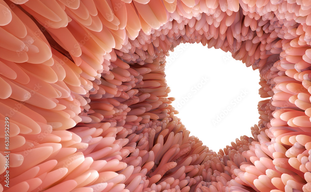 3D Rendering medically accurate illustration of intestinal villi. Red ...