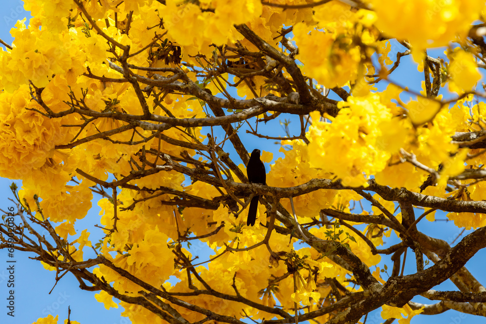 Natural Blooming Golden Trumpet Tree (in Portuguese: Ipe Amarelo ...