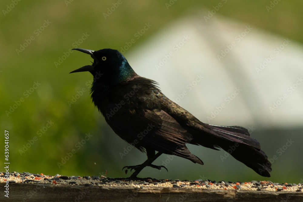 Beautiful black grackle looking spooky on the railing of the deck. This ...