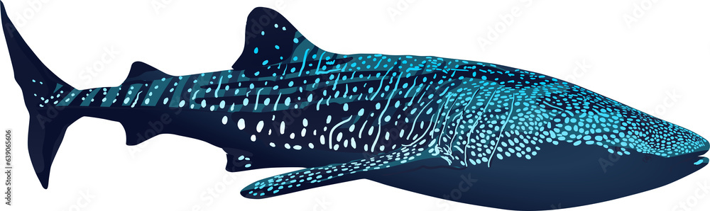 ballena, tiburon ballena, animal, vector Stock Illustration | Adobe Stock