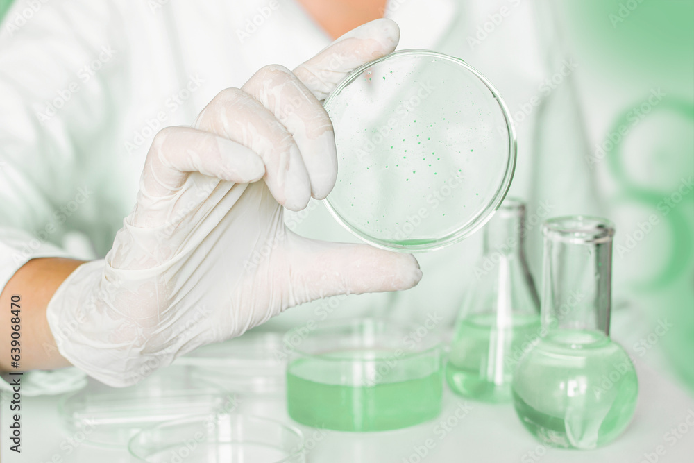 Lab stage: Aide conscientiously grips Petri dishes with organisms. Lab ...