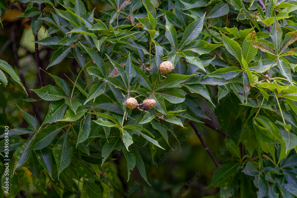 Nut fruits Aesculus glabra, commonly known as Ohio buckeye, is a ...