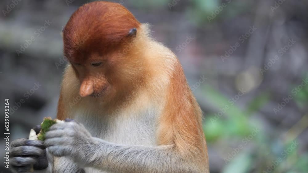 Proboscis monkey (Nasalis larvatus) sitting and eat raw banana in a ...