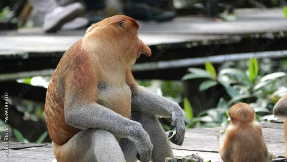 Proboscis monkey (Nasalis larvatus) sitting and eat raw banana in a ...
