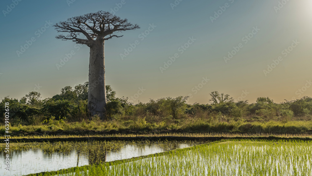 A beautiful baobab on a blue sky background. A tree with a fancy crown ...