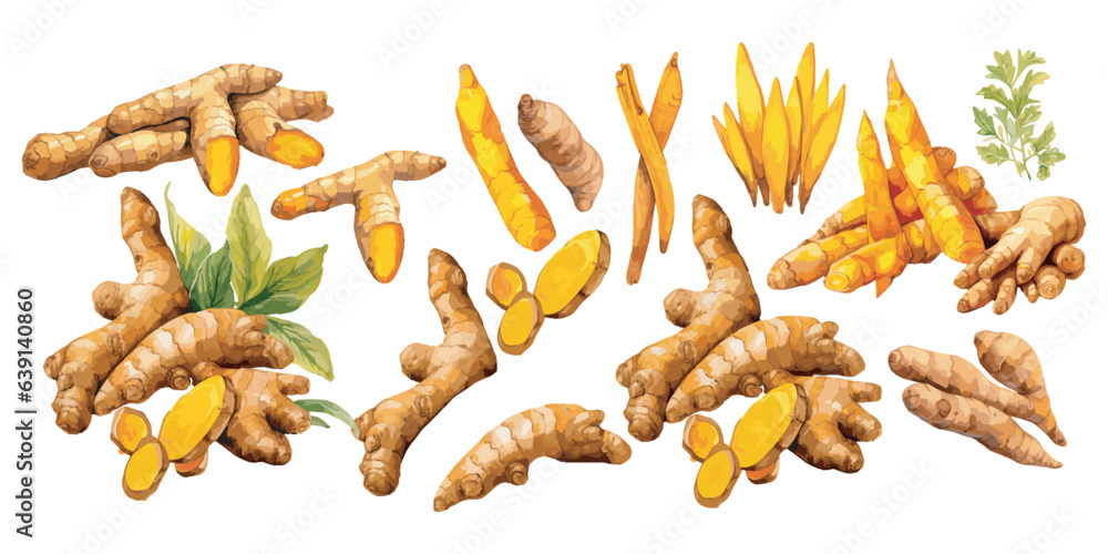 watercolor turmeric clipart for graphic resources Stock Vector | Adobe ...
