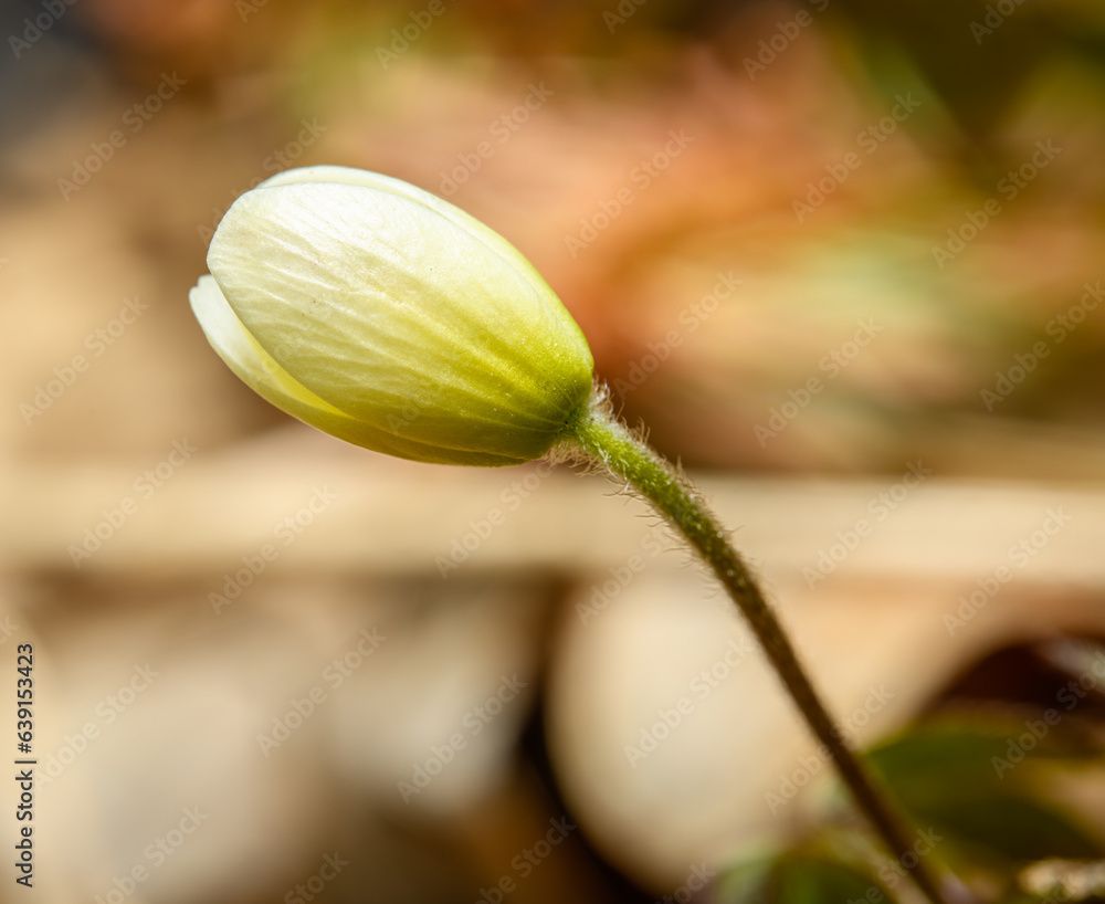 flower bud of wood anemone (Anemone nemorosa) also known as windflower ...