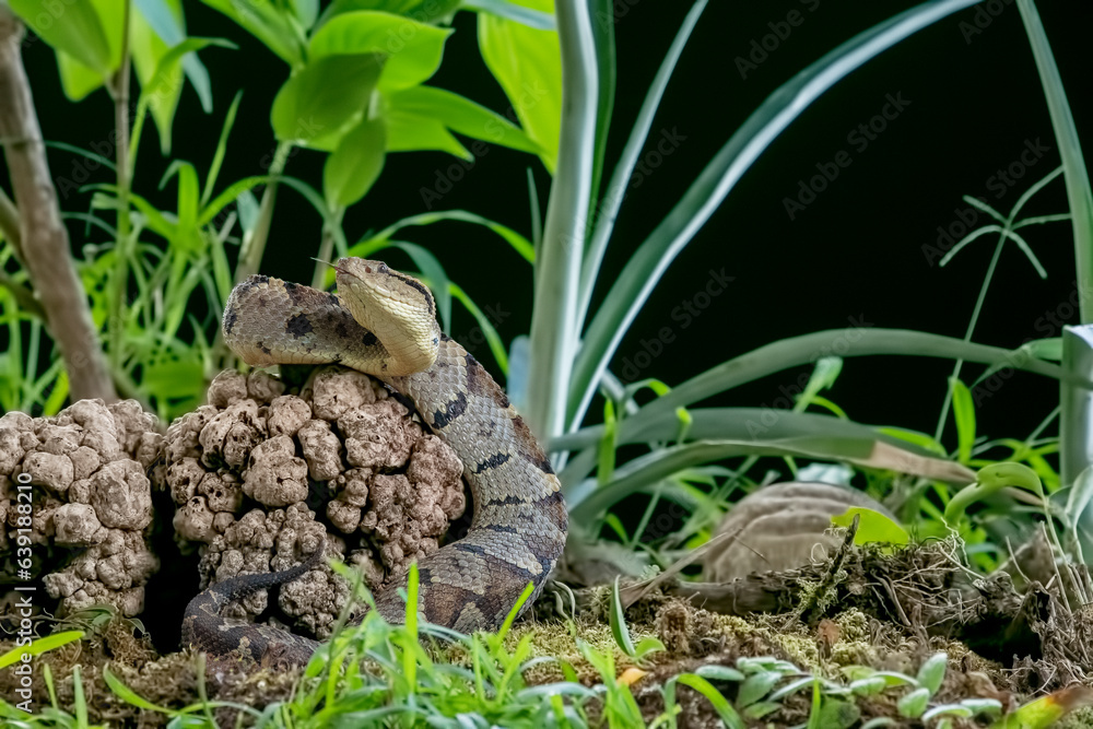Spilotes pullatus, commonly known as the chicken snake, tropical ...