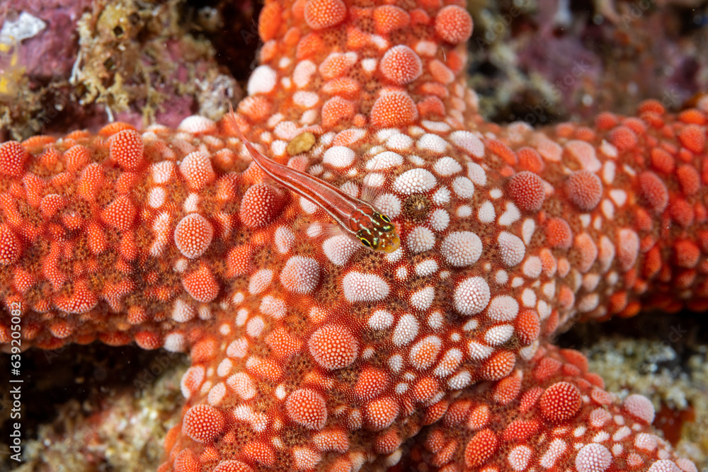 Poster Striped triplefin, Helcogramma striata, on a starfish, Raja ...