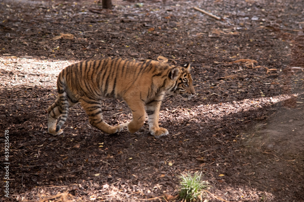 Tiger cubs are born small, blind, and weak. Tigger cubs are born with ...
