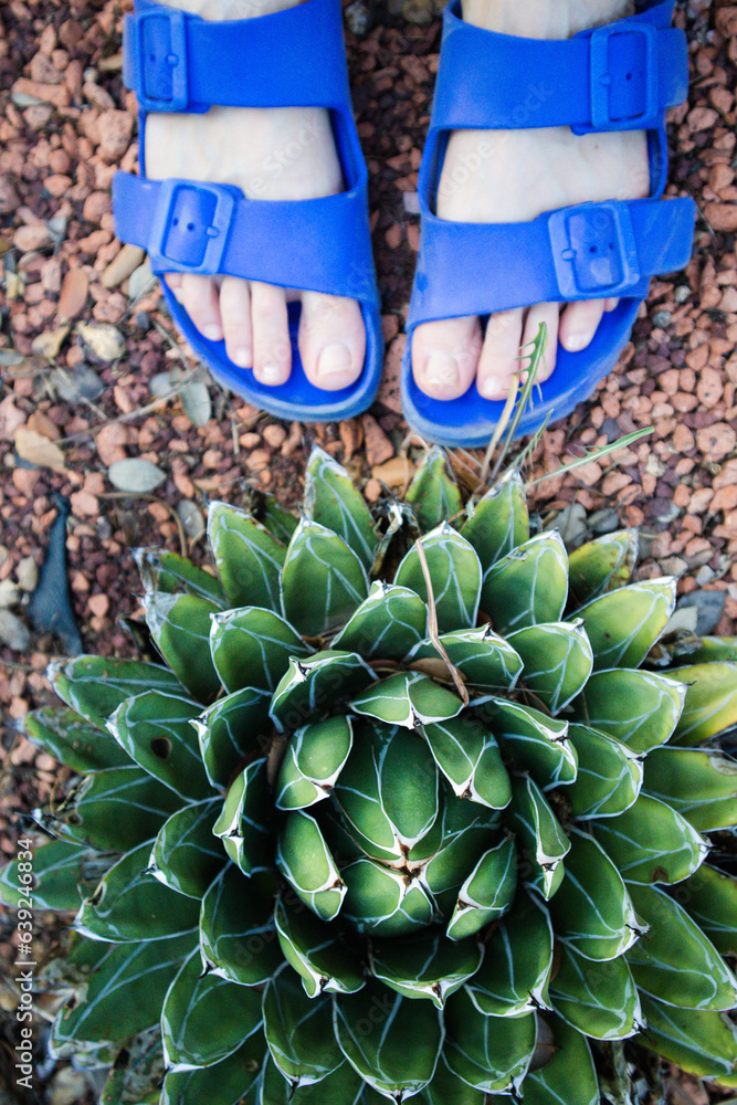 Queen Victoria cactus and female feet in blue slippers, flip-flops top ...