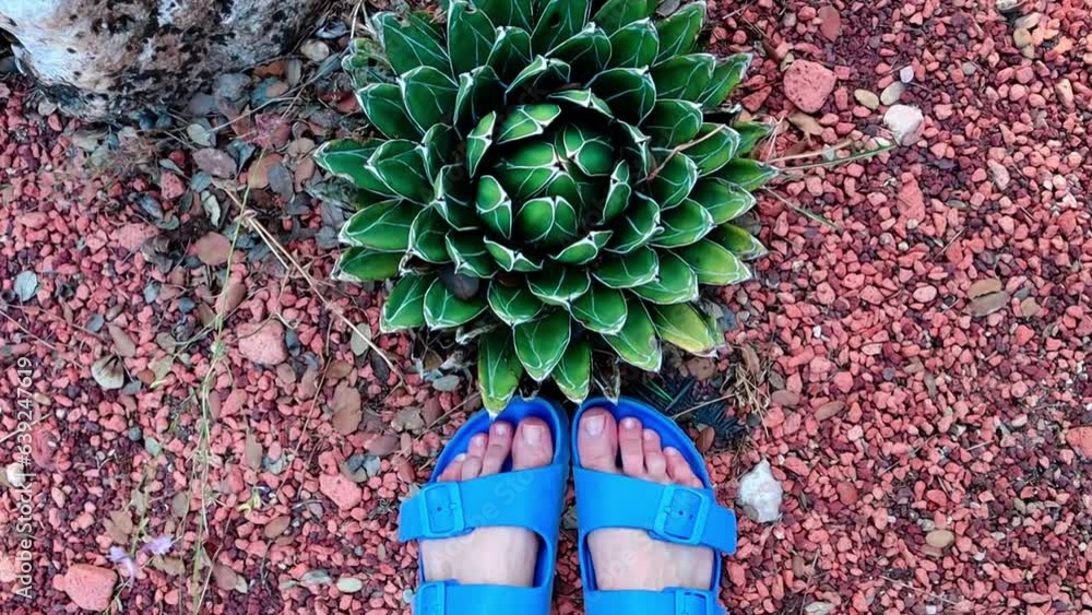 Queen Victoria cactus and female feet in blue slippers, flip-flops top ...