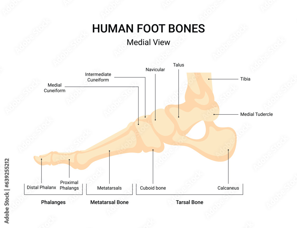Photo & Art Print Human leg bone system infographic, twinklepicture