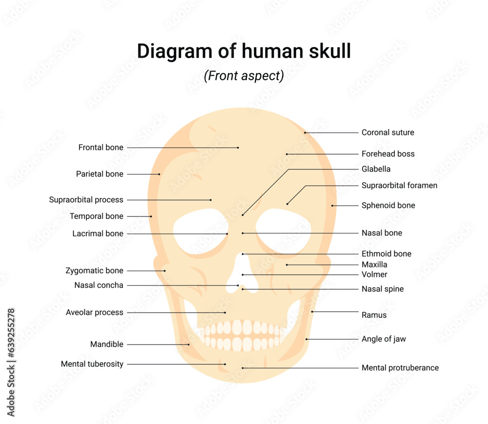 Front aspect human skull infographic Stock Vector | Adobe Stock