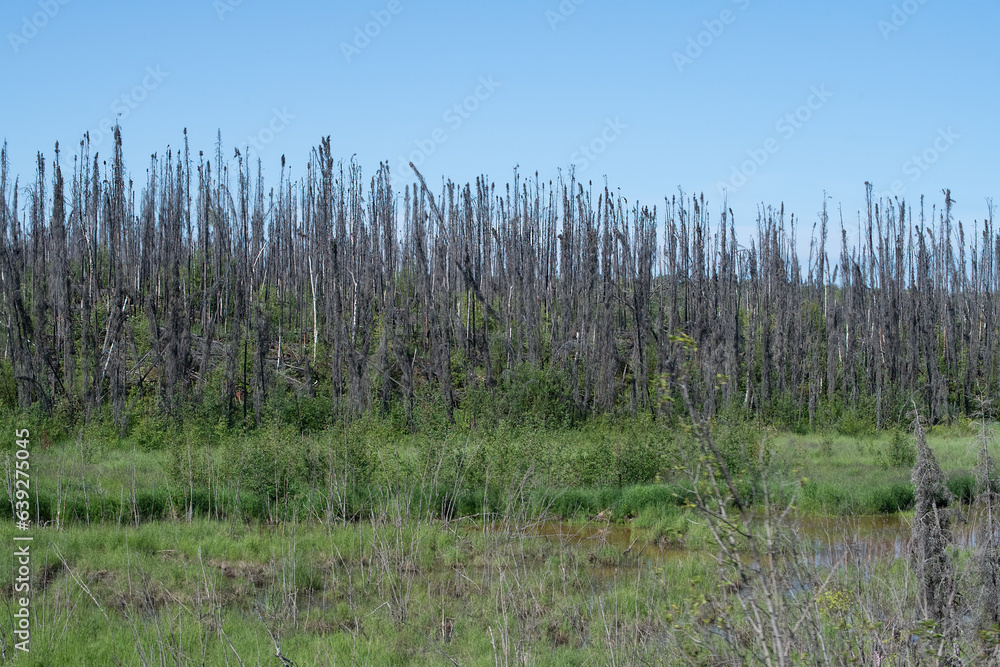 Dead spruce trees in Alaska are caused by the spruce tree beetle. The ...