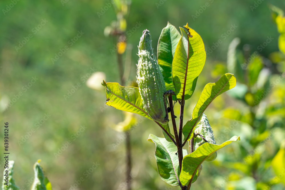 Glade in forest of green pods asclepias syriaca with seeds. Common ...