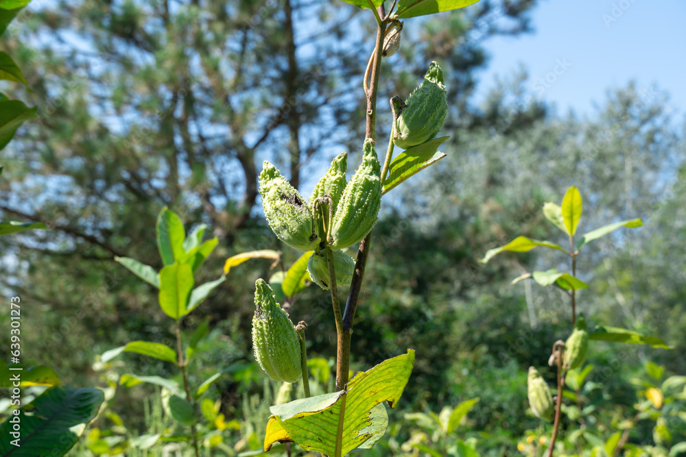 Glade in forest of green pods asclepias syriaca with seeds. Common ...