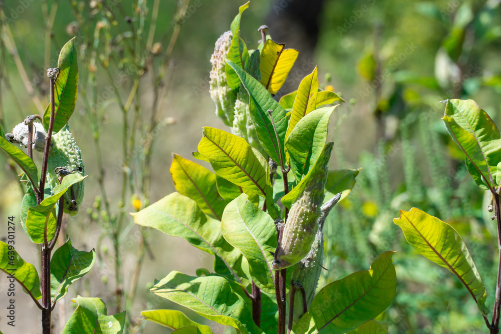 Glade in forest of green pods asclepias syriaca with seeds. Common ...