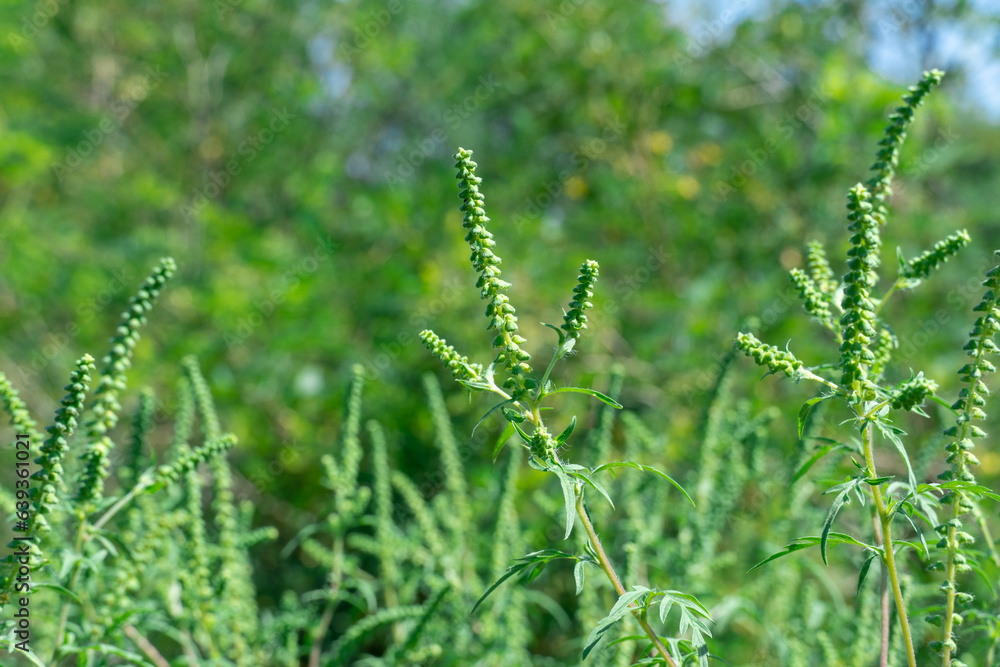 Green flower of common ragweed blooms in season. Bush ambrosia ...
